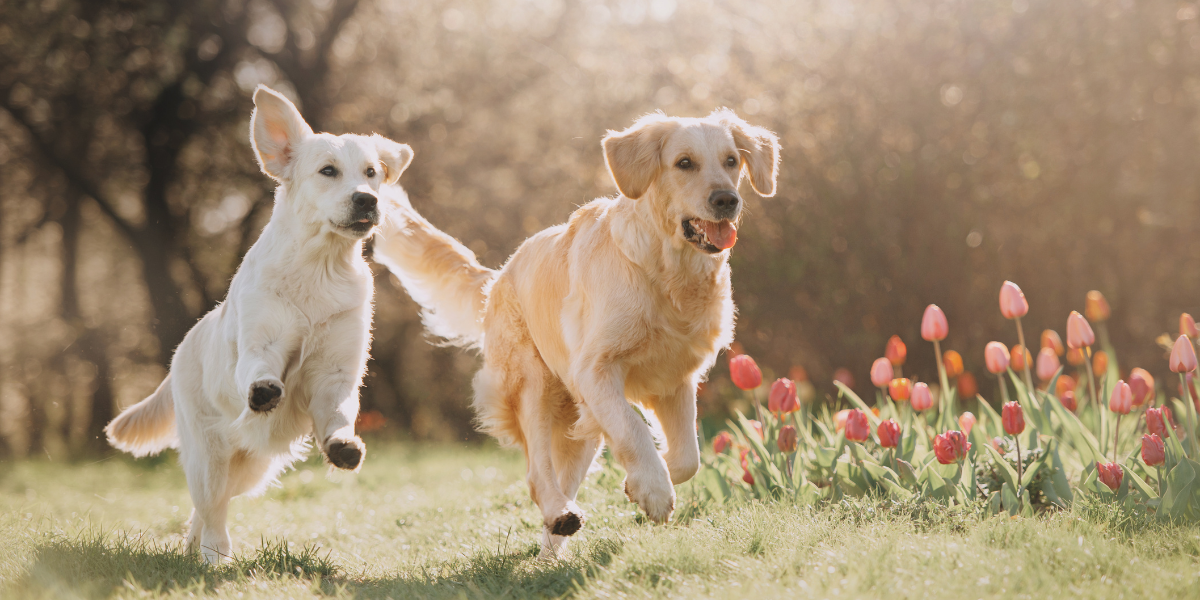 Vet Near Me Fairview, NC 28730 | Fairview Animal Hospital