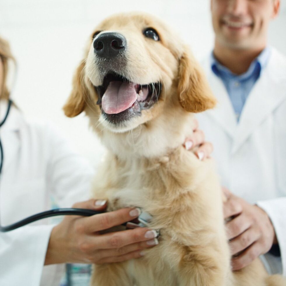 Best Vet Hospital In Fairview, NC | Fairview Animal Hospital