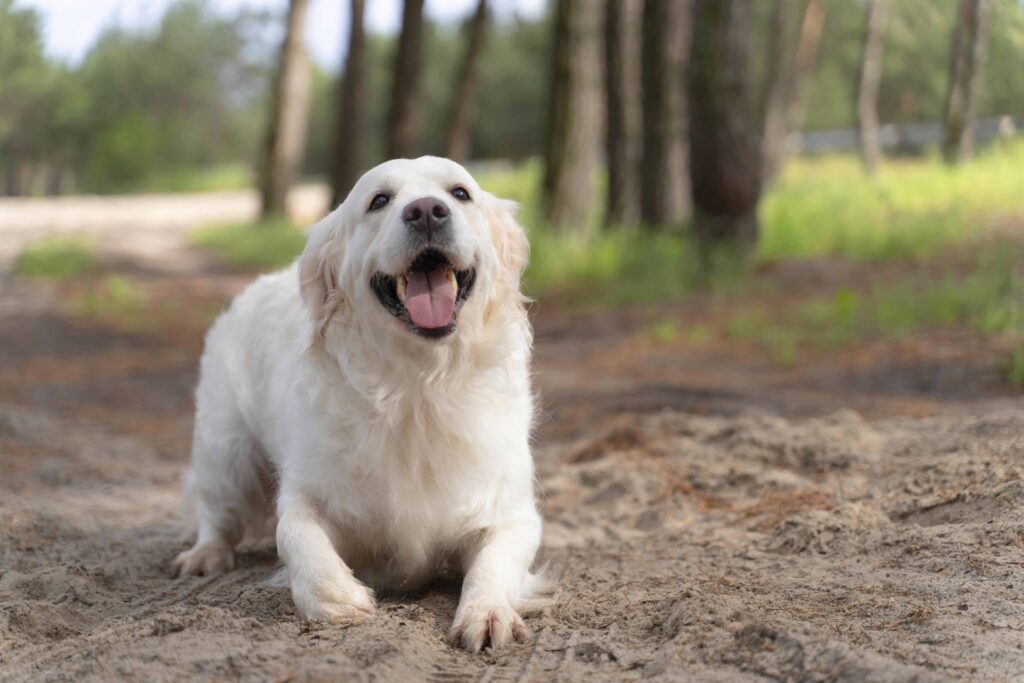 About Fairview Animal Hospital | Vet In Fairview, NC 28730