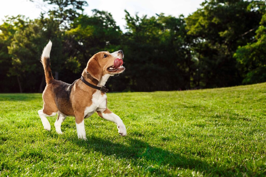 Drop-off Consent Form | Fairview Animal Hospital
