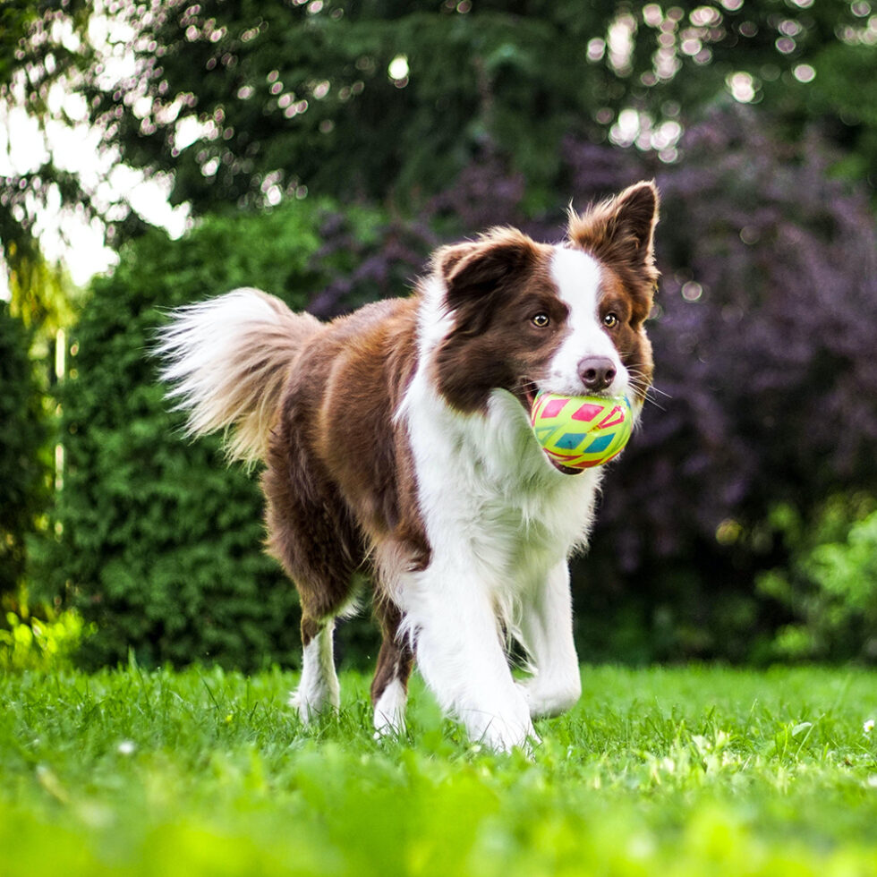Pet In-House Lab In Fairview, NC 28730 | Fairview Animal Hospital