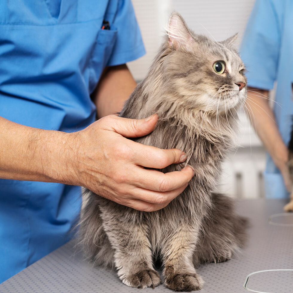 Pet Vaccinations In Fairview, NC 28730 | Fairview Animal Hospital