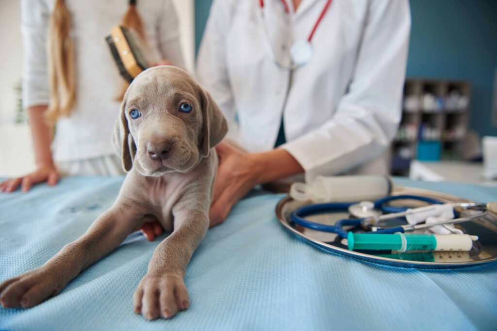 Fairview, NC 28730 Veterinary Services | Fairview Animal Hospital